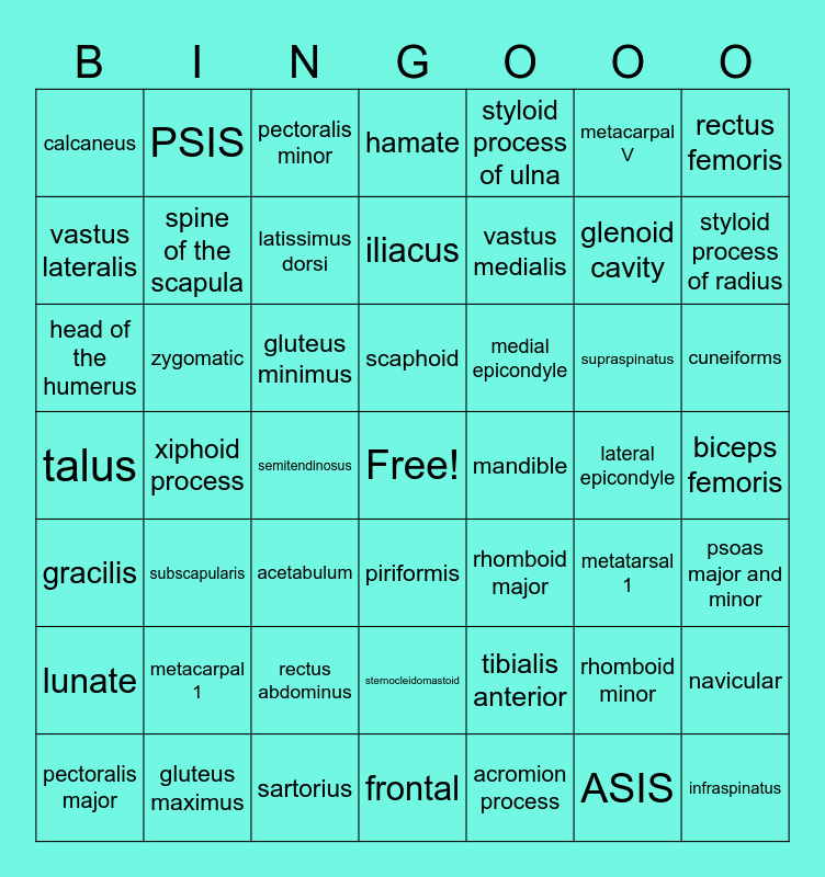 Bone and Muscle BINGO Card