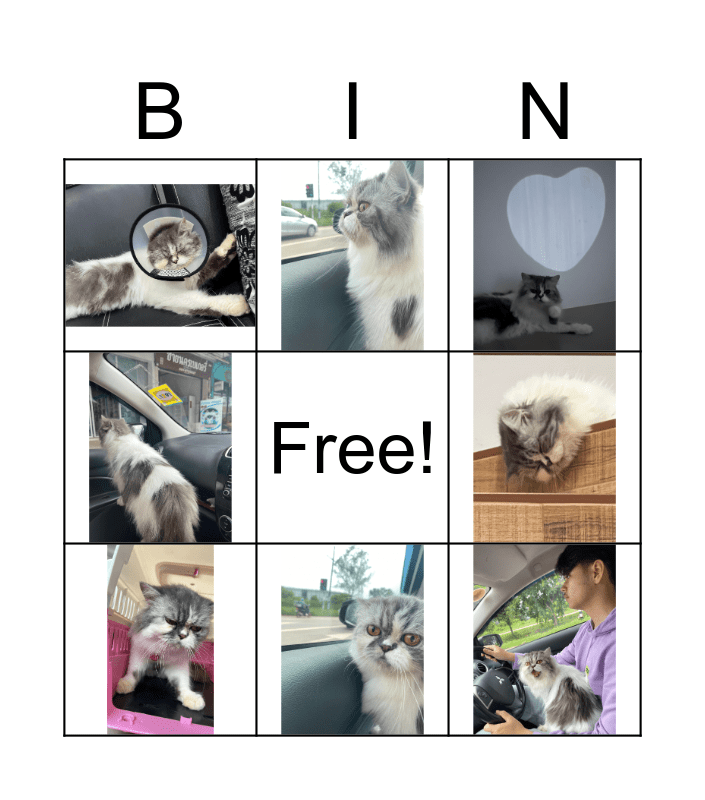 C cat แมว Bingo Card