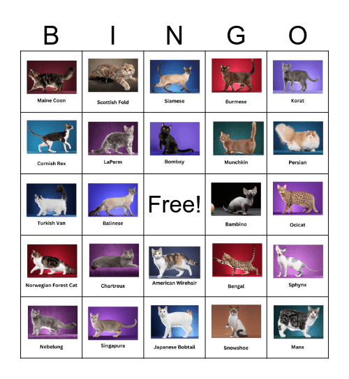 Cat Breed BINGO! Bingo Card