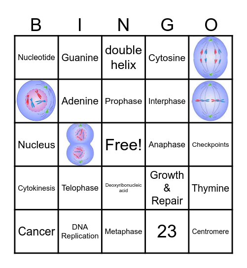 DNA & Cell Cycle Bingo Card