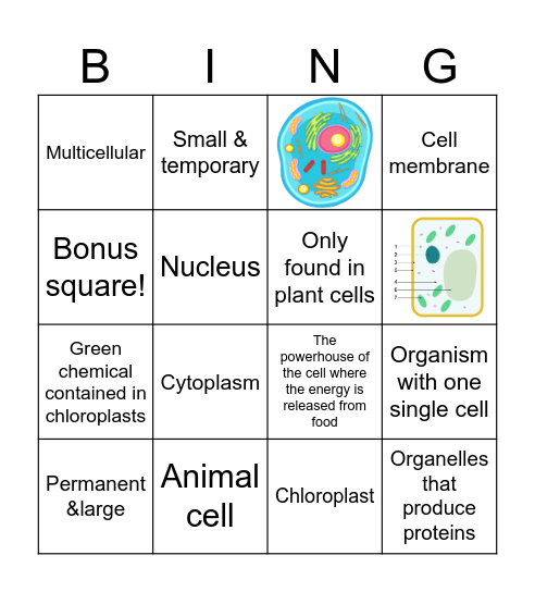Cells and their Orangelles Bingo Card