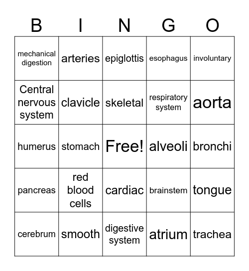 Anatomy Review Bingo Card