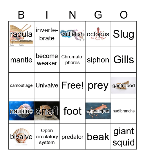 Mollusks Bingo Card