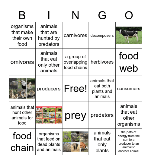 Food Chains and Food Webs Bingo Card