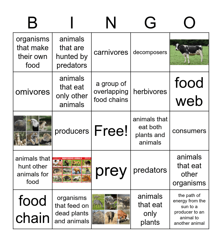 Food Chains and Food Webs Bingo Card
