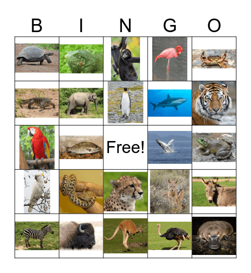 Swiss Family Robinson Animals Bingo Card
