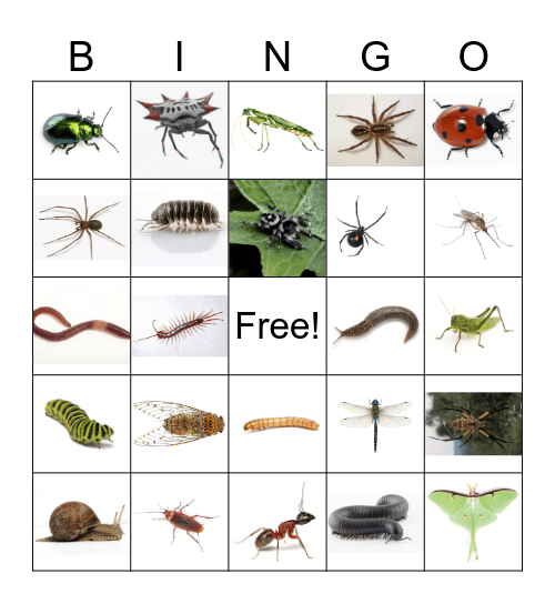 Bug Bingo Card