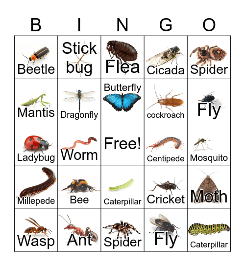 Bugs Bingo Card