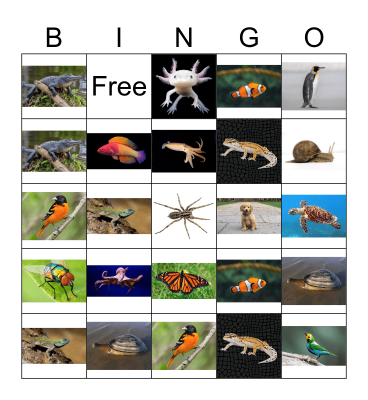 Vertebrate and Invertebrate Bingo Card