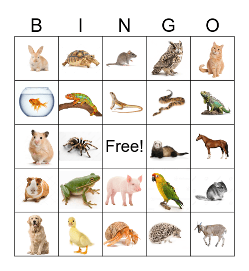 PET BINGO Card
