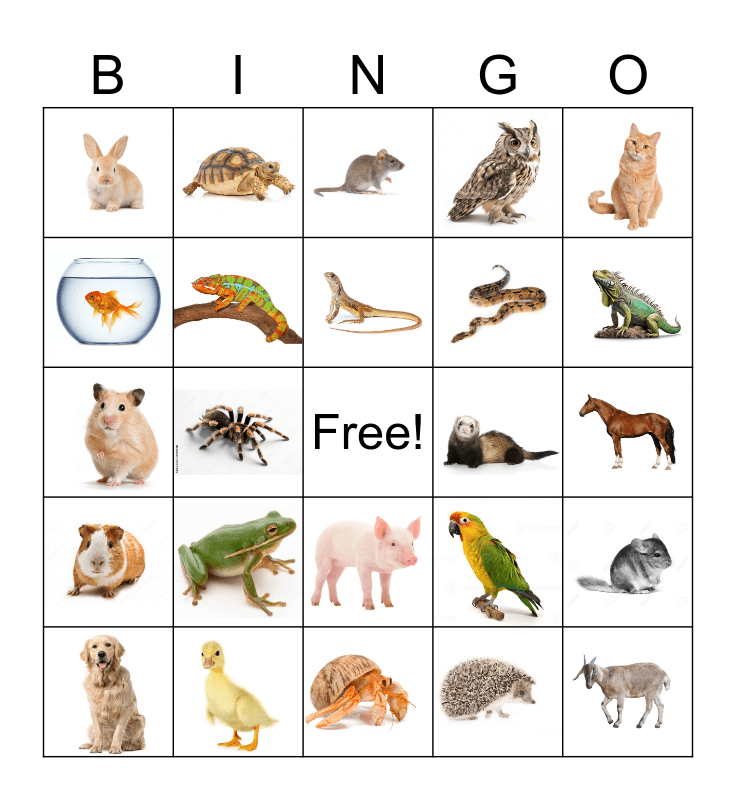 PET BINGO Card