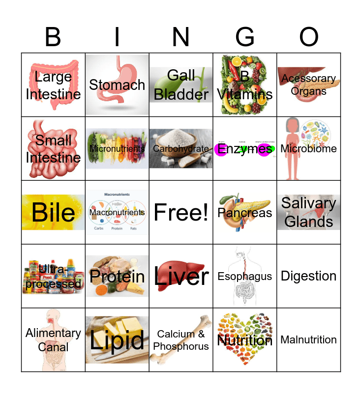 Digestive System Bingo Card