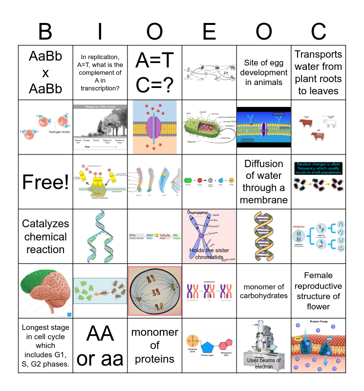 Bio EOC Bingo Card