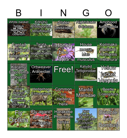 Biodiversity Bingo Card