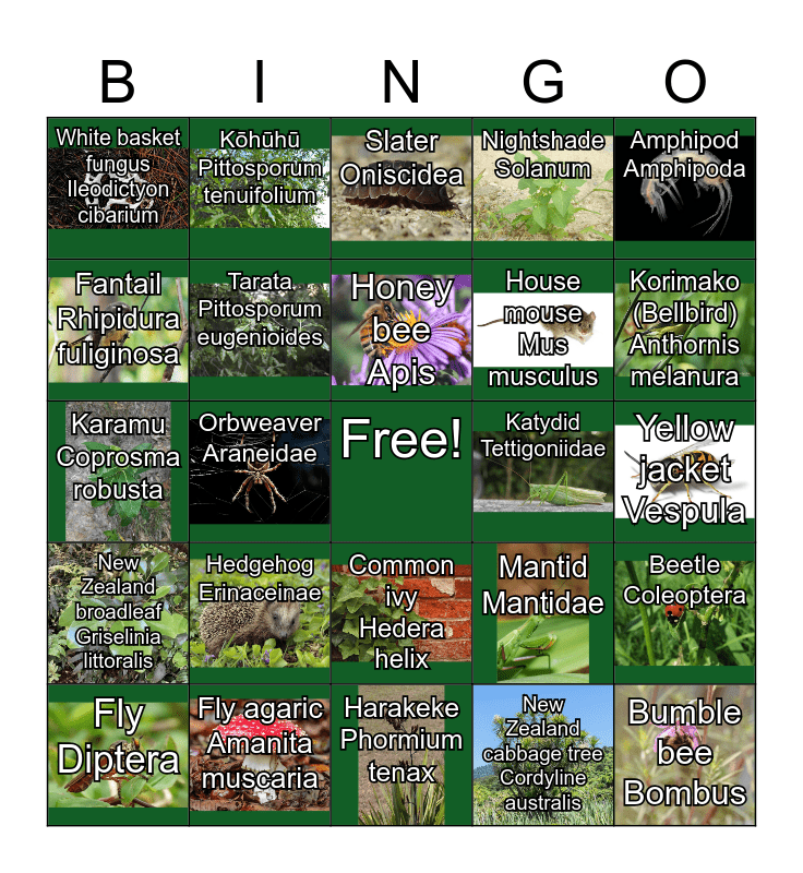 Biodiversity Bingo Card