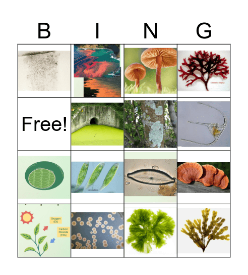 Bingo Biologia Bingo Card