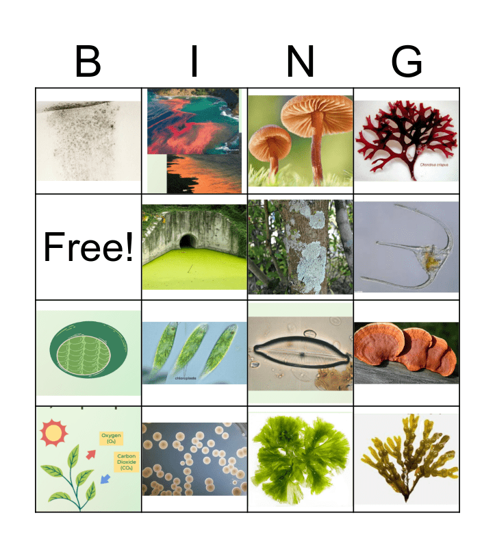 Bingo Biologia Bingo Card