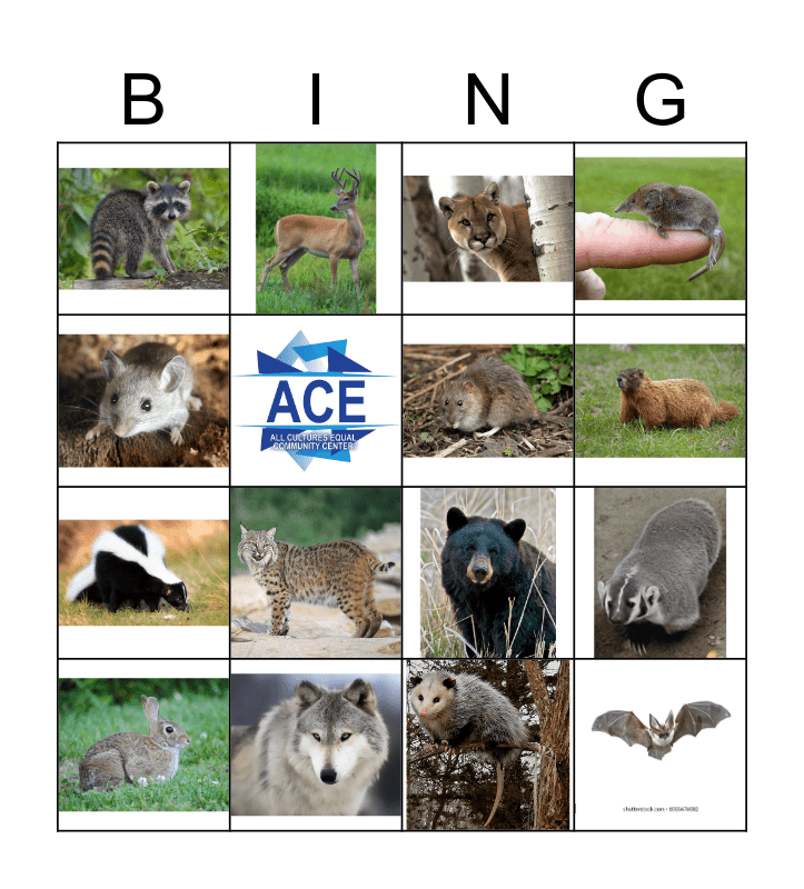 Mammals Bingo Card
