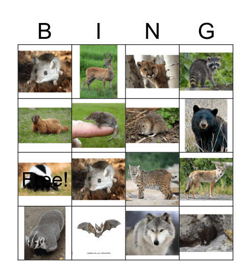 Mammals Bingo Card