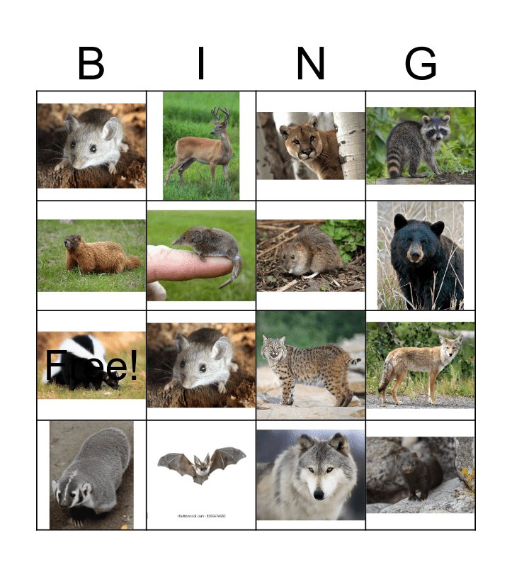 Mammals Bingo Card
