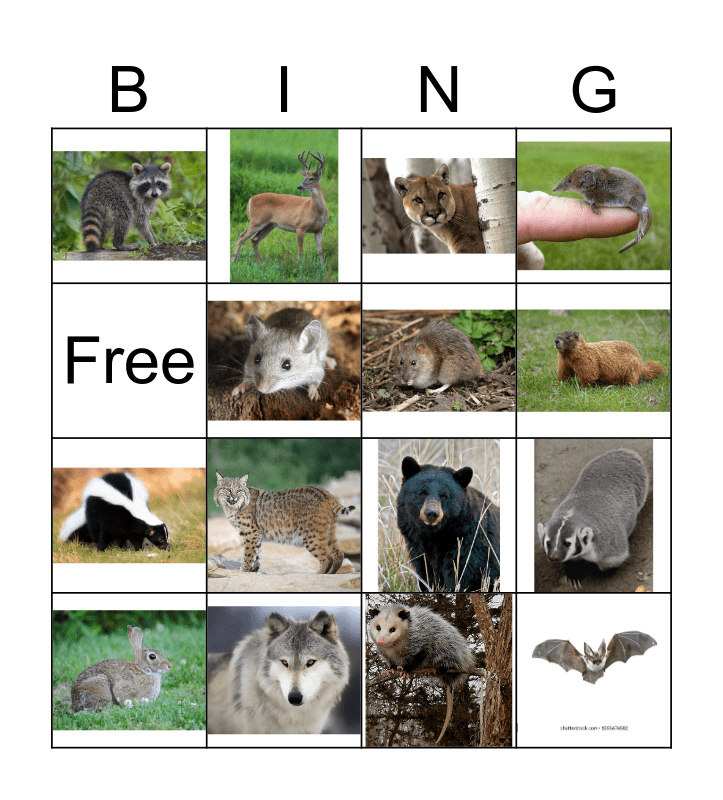 Mammals Bingo Card
