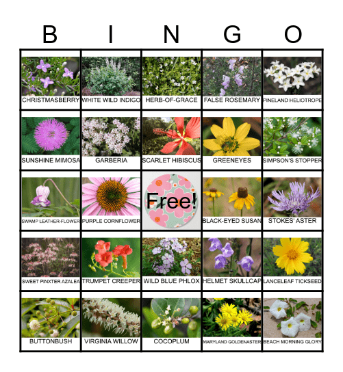 Florida Wildflowers Bingo Card