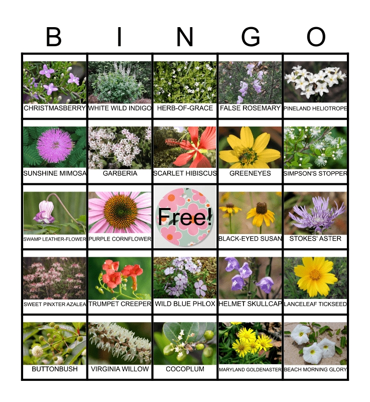 Florida Wildflowers Bingo Card