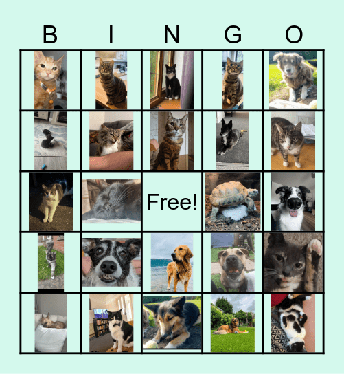 TPI Pet Bingo Card