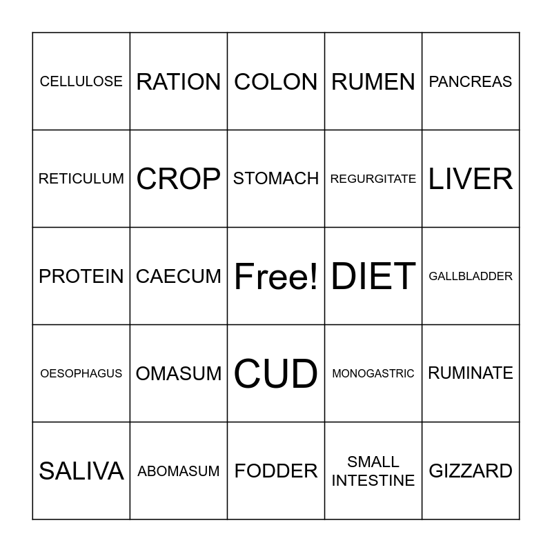 Nutrition and Digestion Bingo Card
