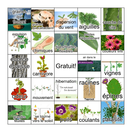 Les adaptations des plantes Bingo Card