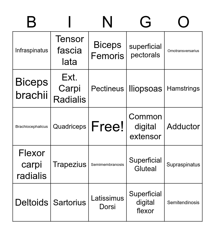Anatomy Bingo Card