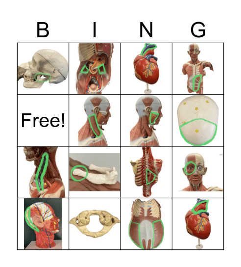 Unit 1 anatomy Bingo Card