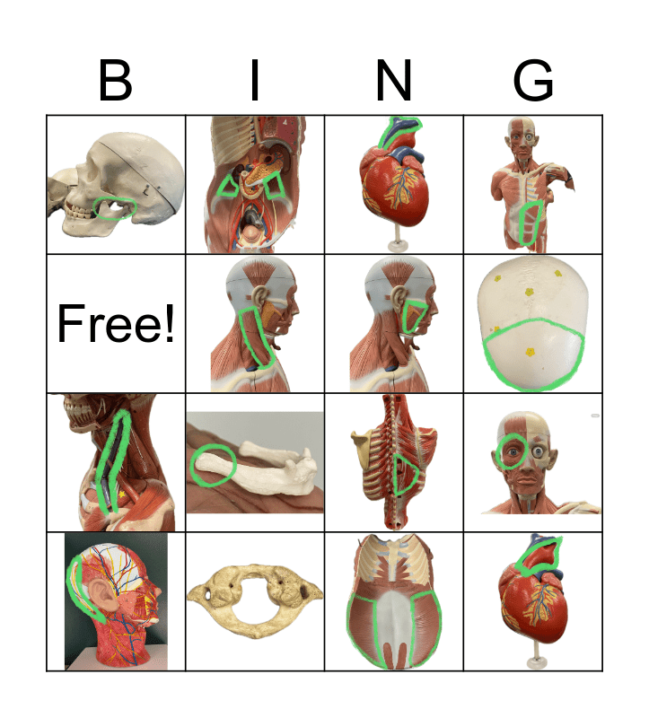 Unit 1 anatomy Bingo Card