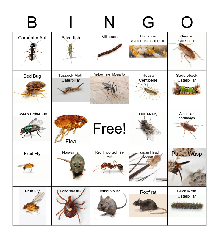 Pest Control Bingo Card
