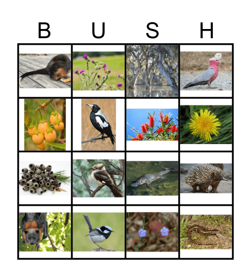 Bush Bingo Card