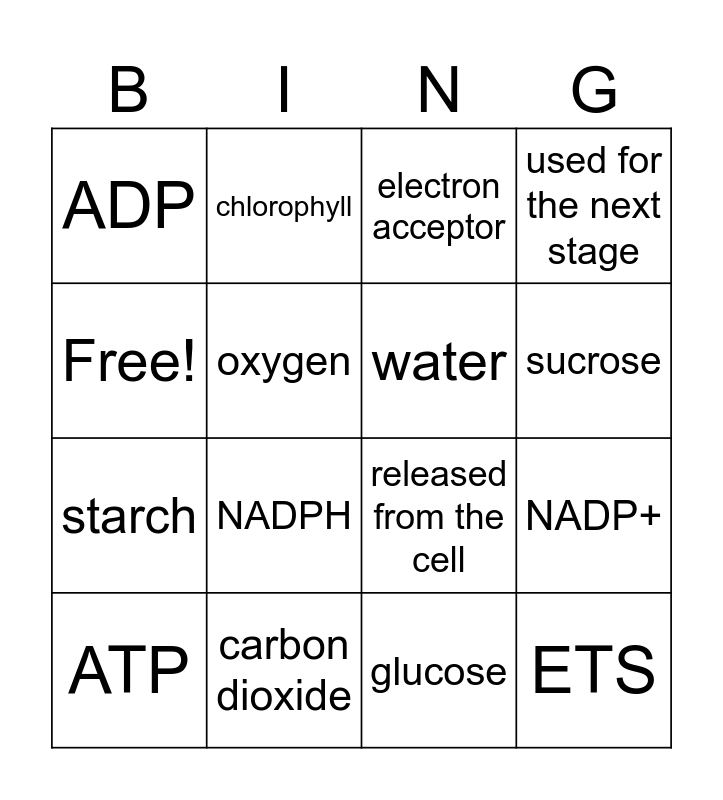 Photosynthesis Cellular Respiration Bingo Card