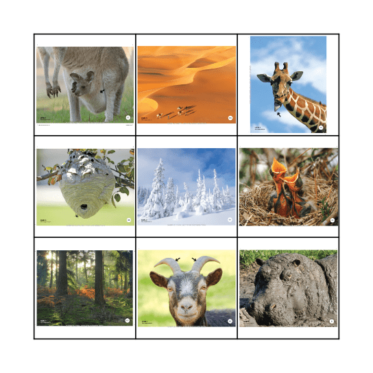 Animal habitat Bingo Card