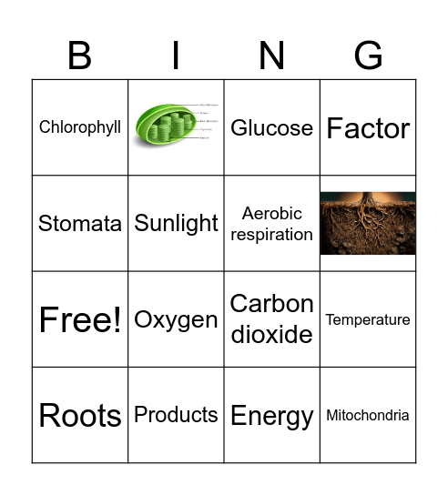 photosynthesis/Respiration Bingo Card