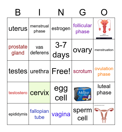 Reproductive System Bingo Card