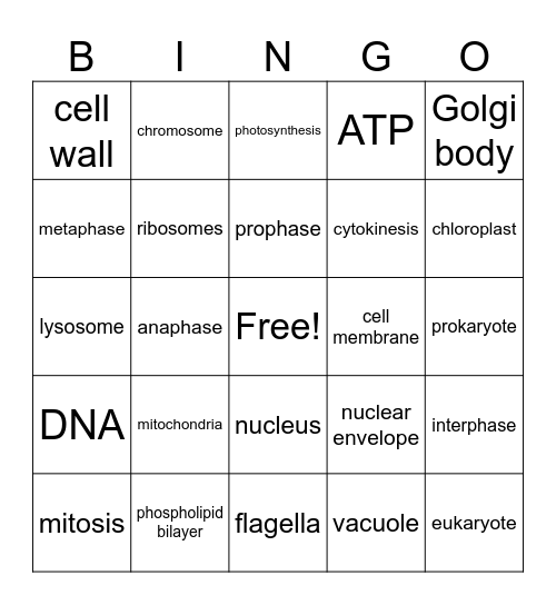 Mitosis & cellular processes Bingo Card