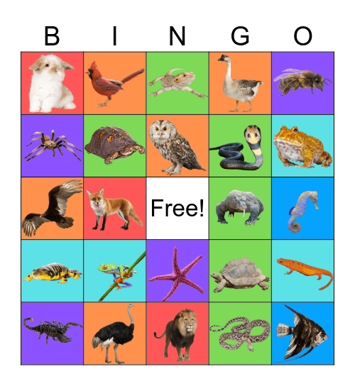 ANIMAL Bingo Card