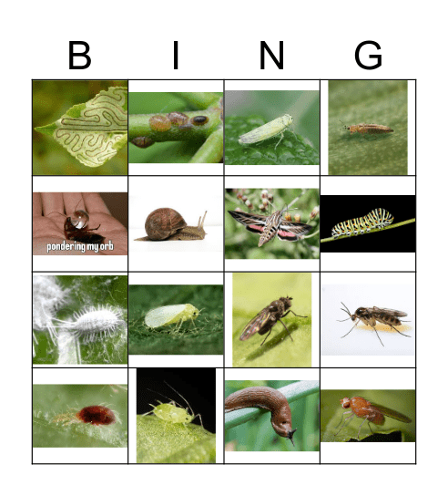 Insects Bingo Card