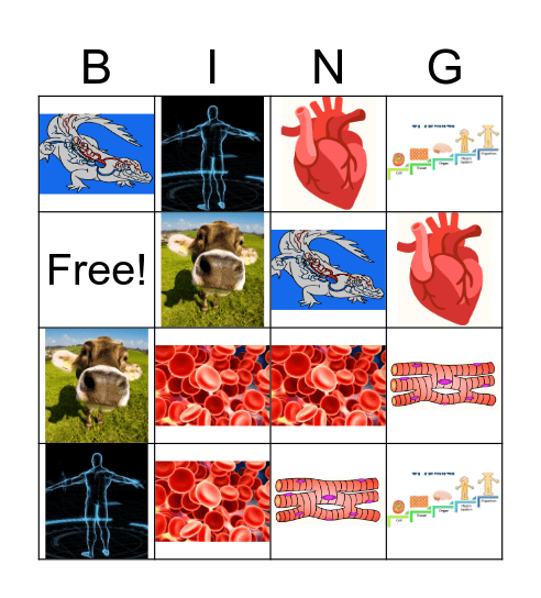levels of organization Bingo Card
