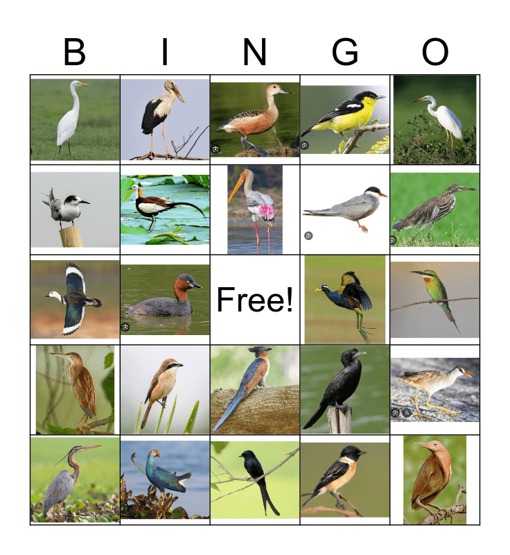 Thale Noi Wetland Bird Bingo Card