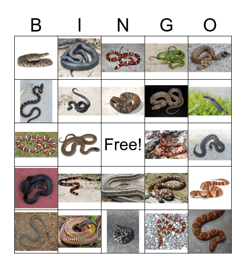 Alabama Snakes Bingo Card