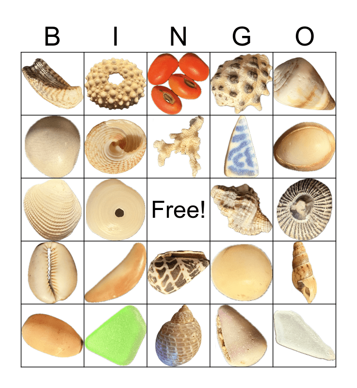 Shell Bingo - Kauai 2025 Bingo Card