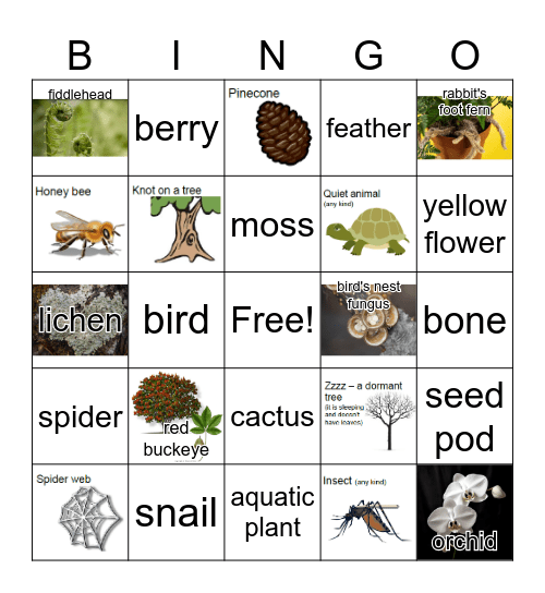 Biodiversity Bingo - Can you find these items in the native plant ...