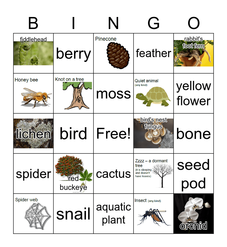Biodiversity Bingo - Can you find these items in the native plant ...