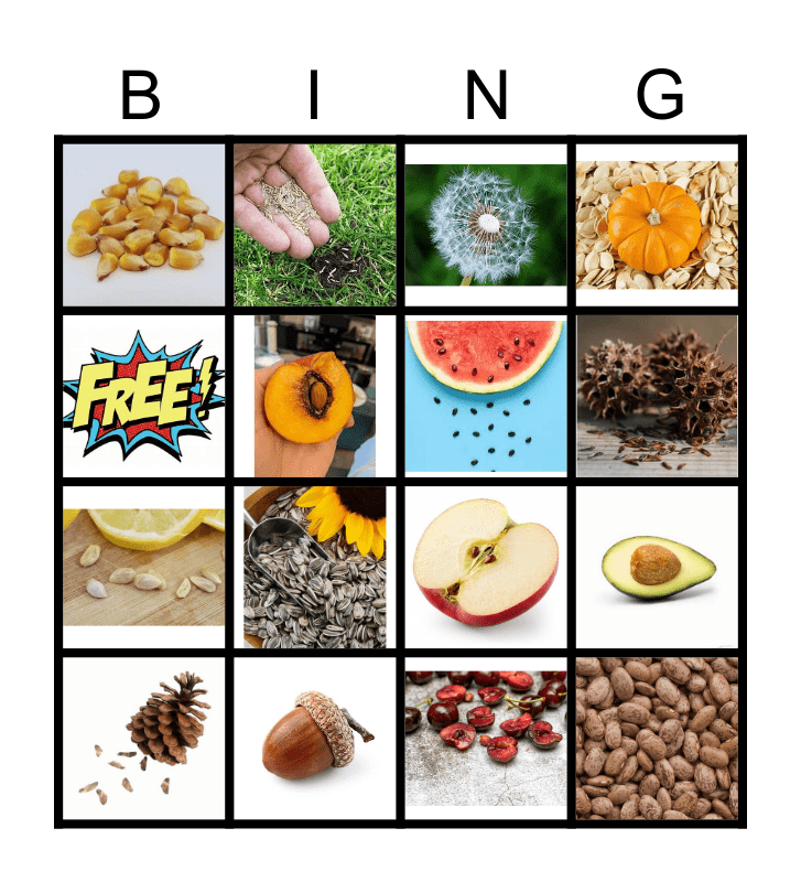 SEEDS Bingo Card