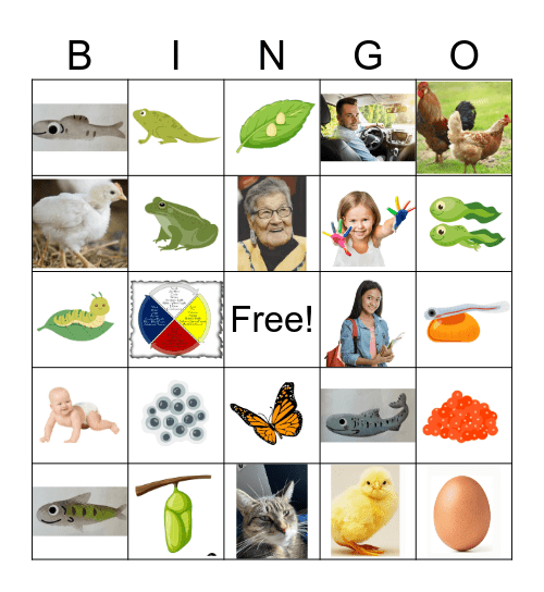 Life Cycle BINGO Card